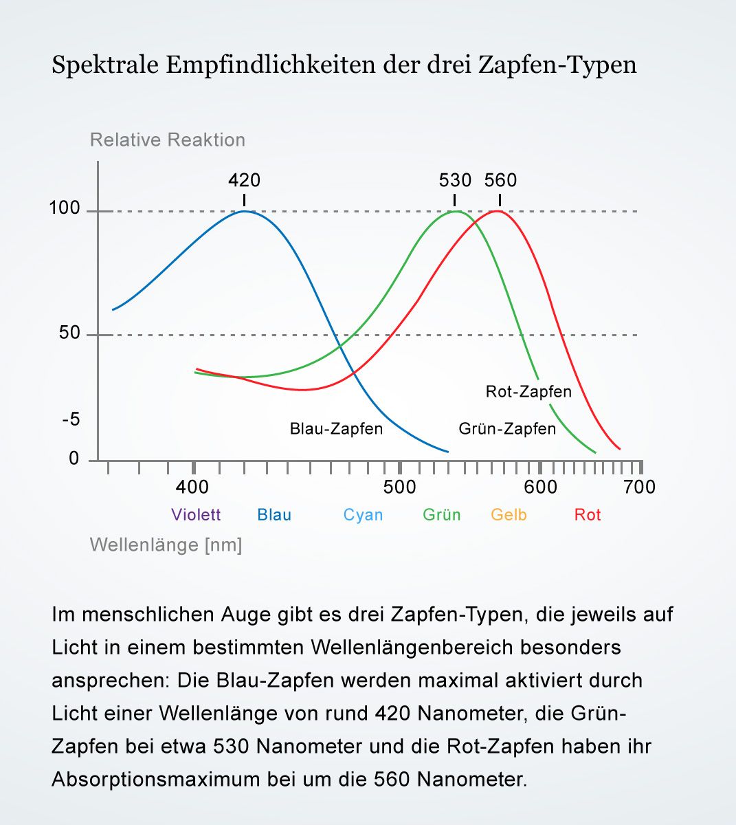 Mediathek - Bild | Spektrale Empfindlichkeit der Zapfen-Typen